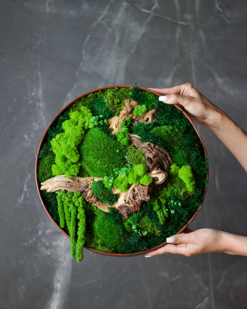 Terrarium Shop Online | Moss Art & Bonsai Store | Magic Gardens
